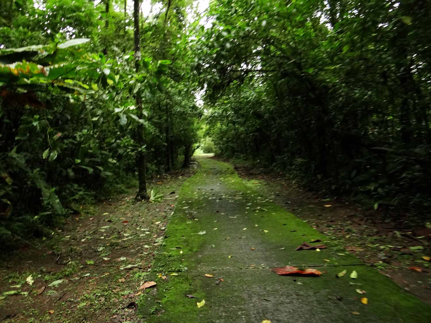 Costa Rica Rainforest Adventure: A day at La Selva Biological Station