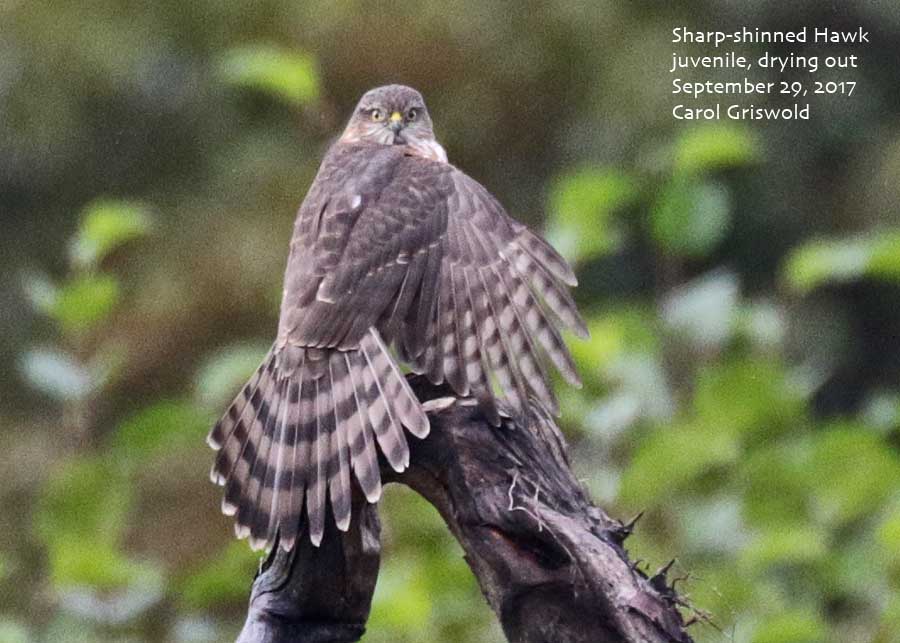 Sporadic Bird from Seward, Alaska : Friday, September 29, 2017 Sharp ...