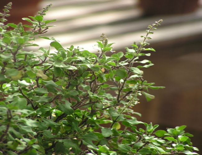 Sacred Trees & Plants: TULSI