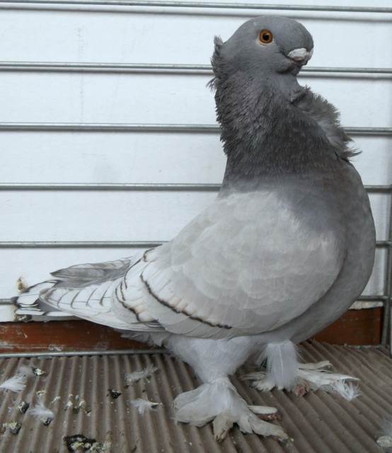 Oriental frill pigeons - Pigeons fall