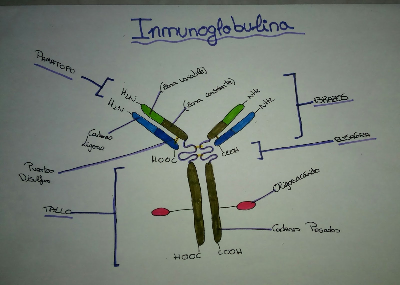 Biologia: Inmunoglobulinas