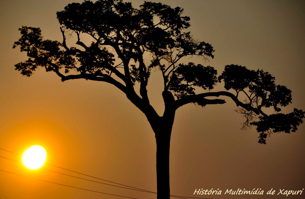 Xapuri em imagem: A Castanheira