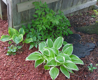 The Garden Spot: In the SHADE