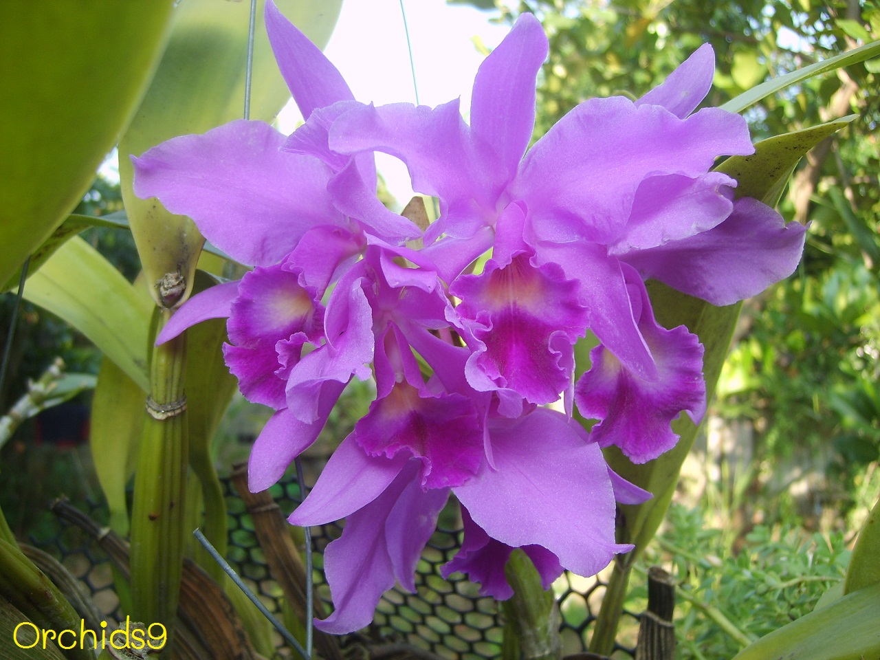 Orchids Flowers Pictures Bulbophyllum Vanda Cattleya Cymbidium ...