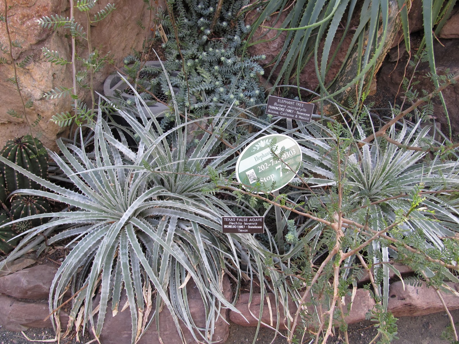 Rock-Oak-Deer: The U.S. Botanic Garden