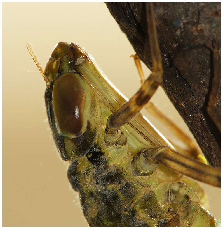 Kent Dragonflies: Emperor Dragonfly Nymph (Anax imperator)