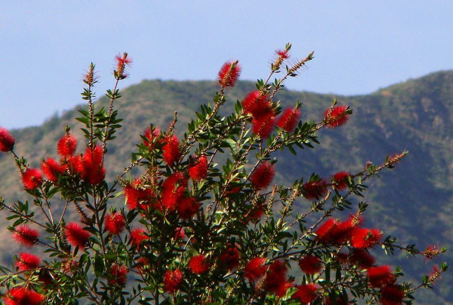 Future Plants by Randy Stewart: Bottlebrush