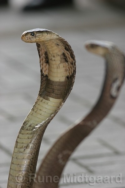 Reptile Research and Conservation Trust Of India: Types Of Venomous ...