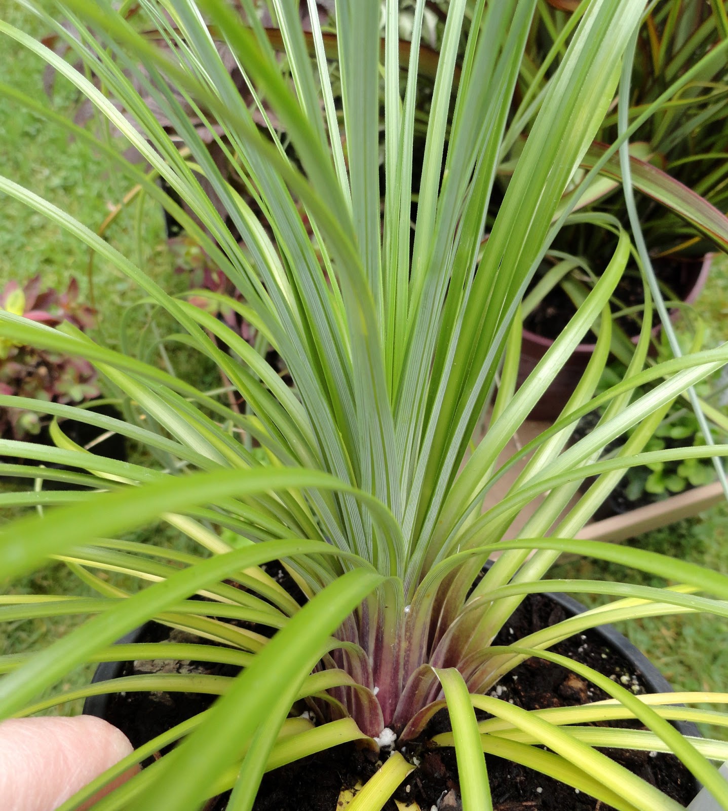 danger garden: Roadtrip to the "City of Destiny"...