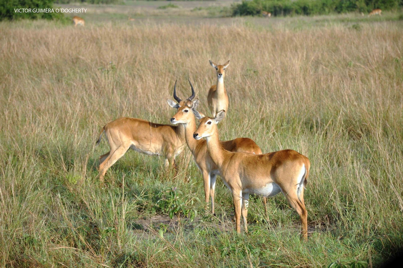 Mis imágenes de aves: DE SAFARI POR KASENYI PLAINS