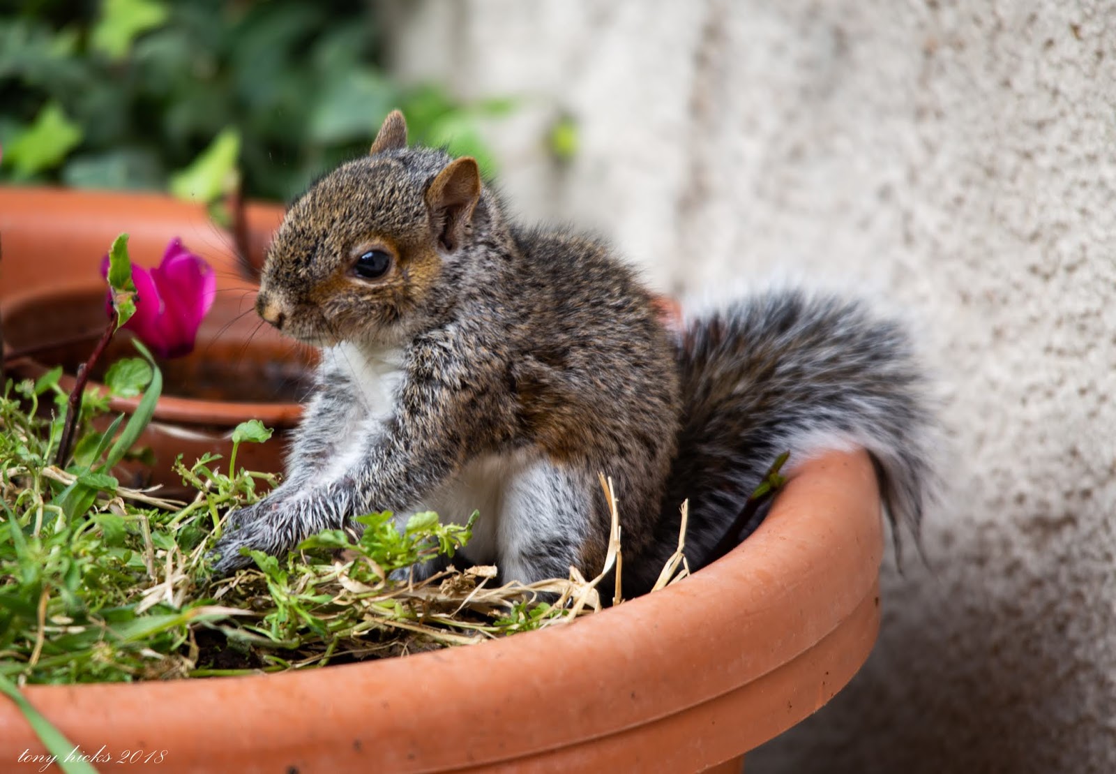 Photography: Baby Squirrel