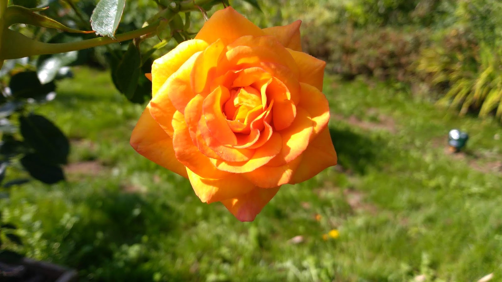 Ranczo Elma: Róża (Rosa) Redova