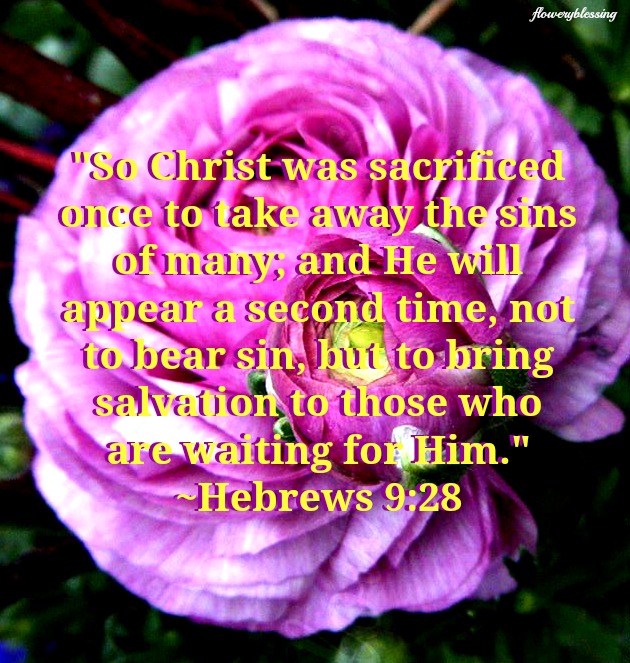 Flowery Blessing: "So CHRIST was sacrificed once to take away the sins ...