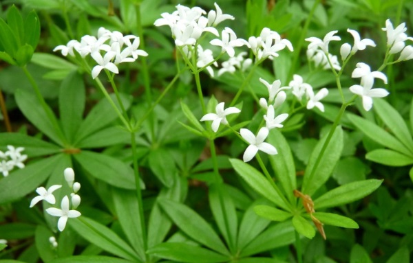 Kako Liječiti: Ljekovita biljka lazarkinja