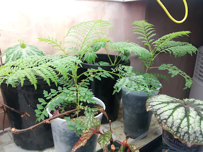 Plant Zone: Jacaranda mimosifolia Seedlings