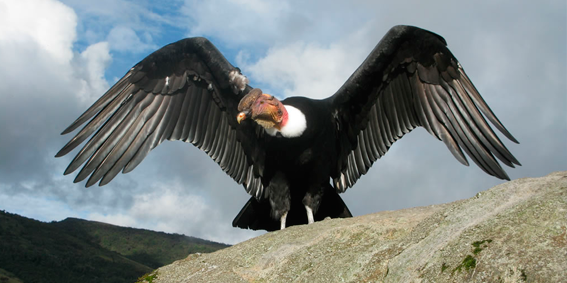 Elgrannino.net: Cóndor gigante regresa a agradecer al hombre que lo ...