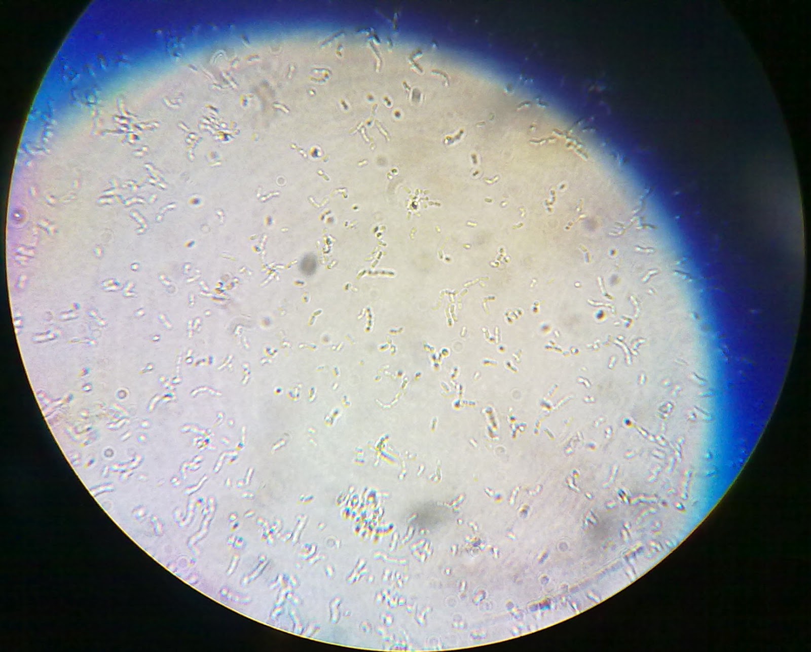 Mikroskop Hakkında Yardım!!! | DonanımHaber Forum » Sayfa 2