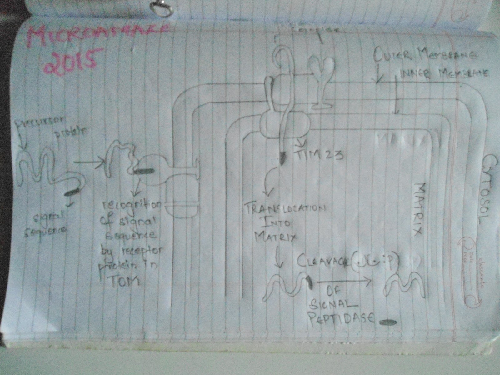 the Life Scientist: TOM and TIM complexes.