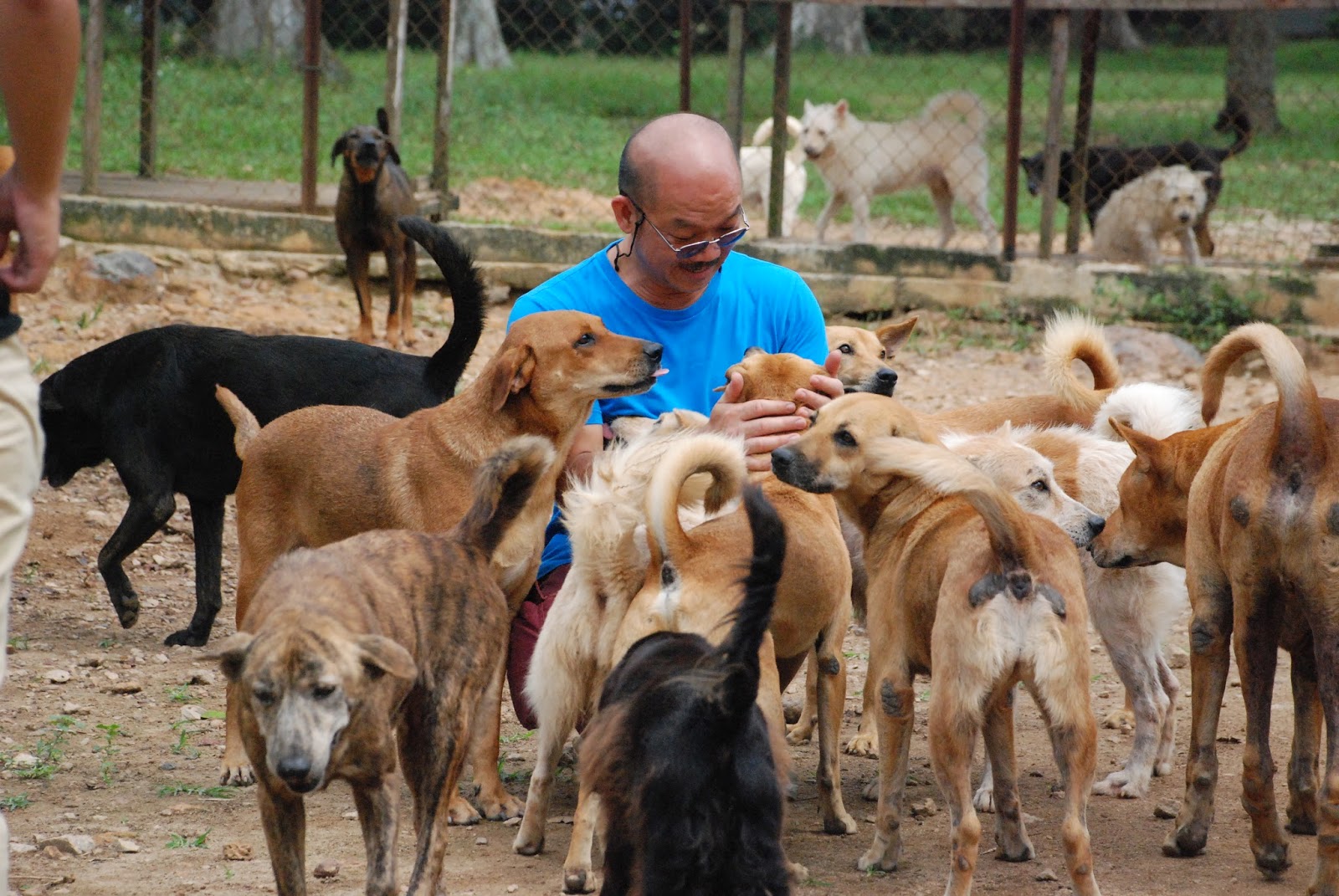 Noah's Ark Natural Animal Shelter (Singapore & Malaysia): SPCA ...