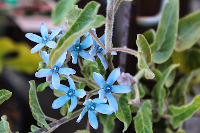 Florez Nursery: Tweedia caerulea