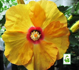 GoGreen Travel: Bunga Raya / Hibiscus