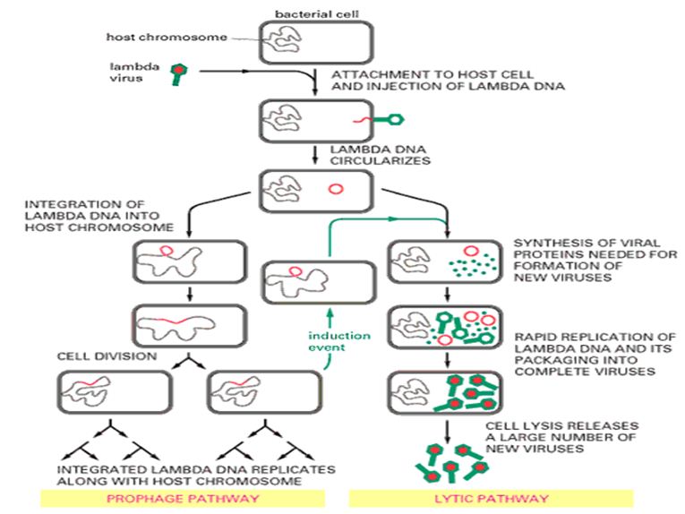 Siklus Litik dan Siklus Lisogenik