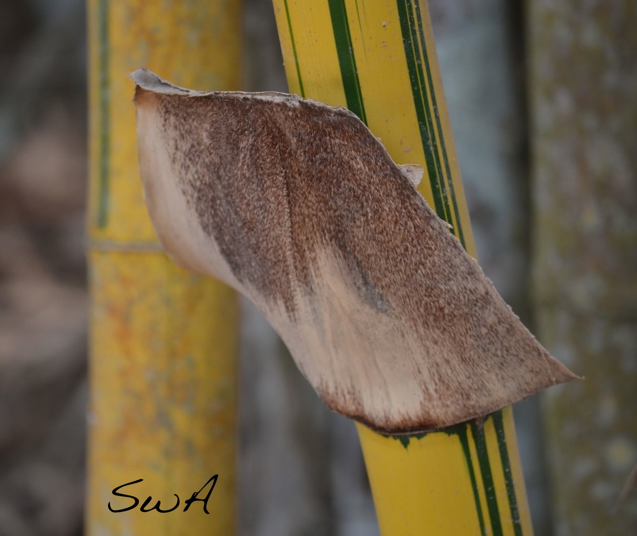 Tropical Biodiversity - Santarém - Pará - Brasil: Bamboo sheath
