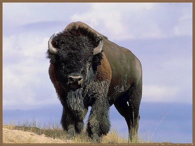 Bison | Wildlife True Facts & Photos | The Wildlife