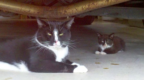 23 Photos Of Cats And Dogs With Their Insanely Cute Mini-Me Counterparts