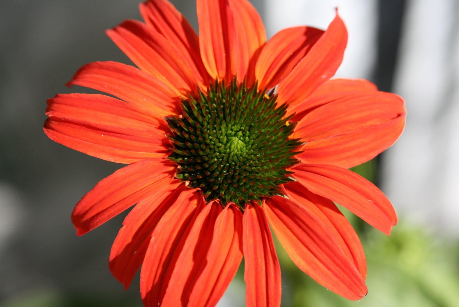 Tasty Travels... food talks, I listen: August Flowers