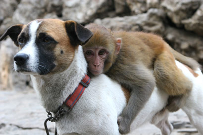 Funny Animals: Monkey and Dogs