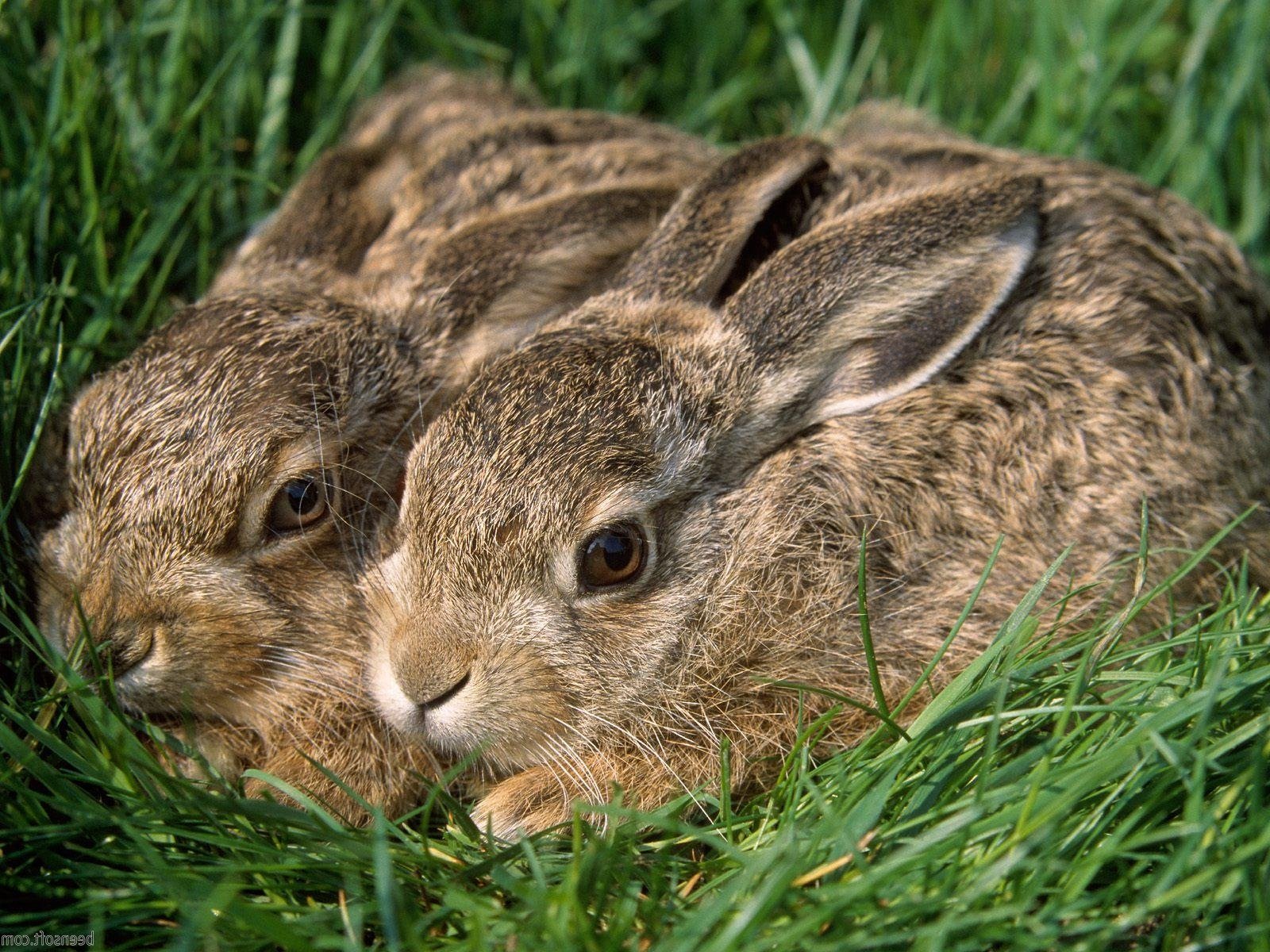 Animales silvestres - Imagui