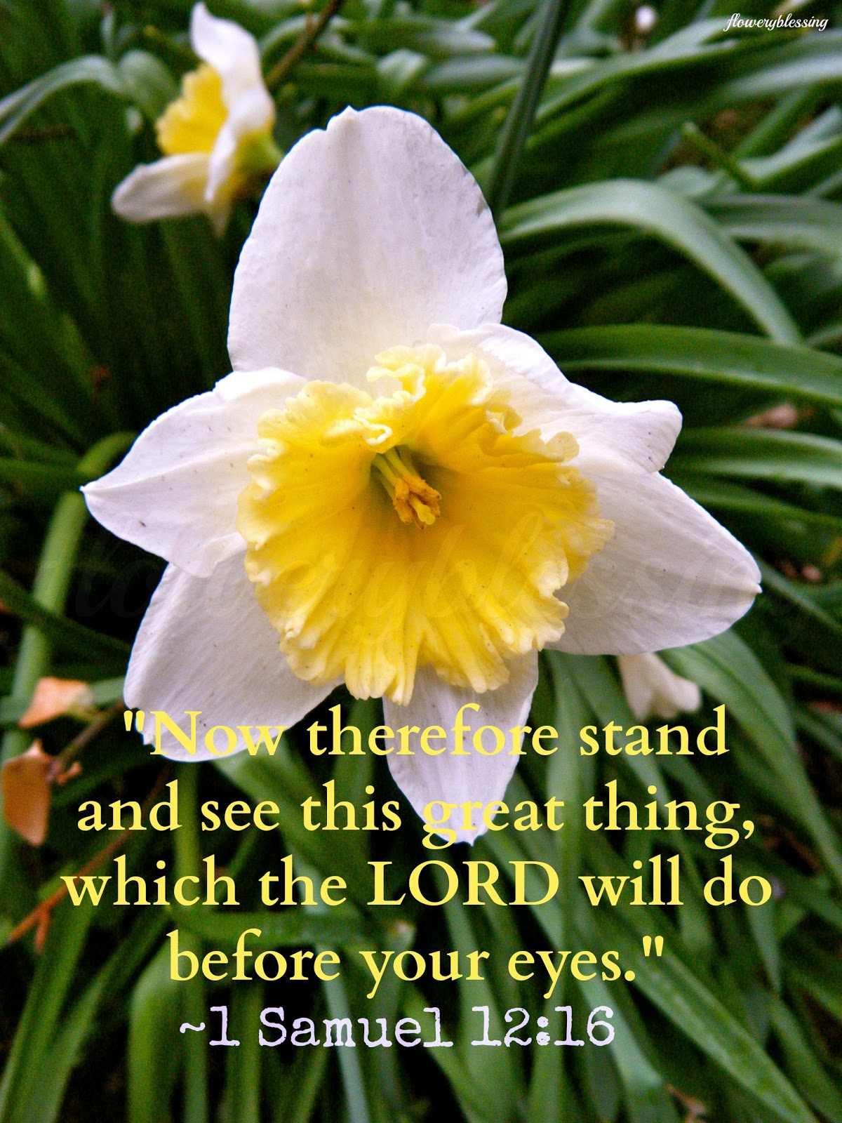 Flowery Blessing: "'Now therefore stand and see this great thing, which ...
