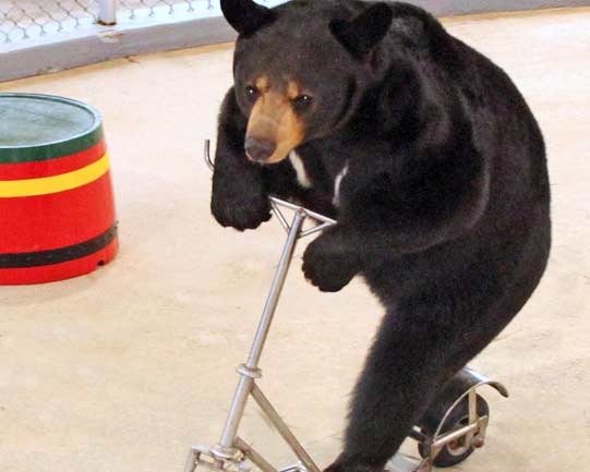 Kate's Wish: One last summer adventure...