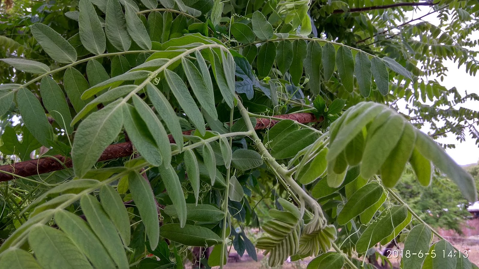 Chucumpún (Cyrtocarpa procera) flora de Tierra Caliente ~ Tierra ...