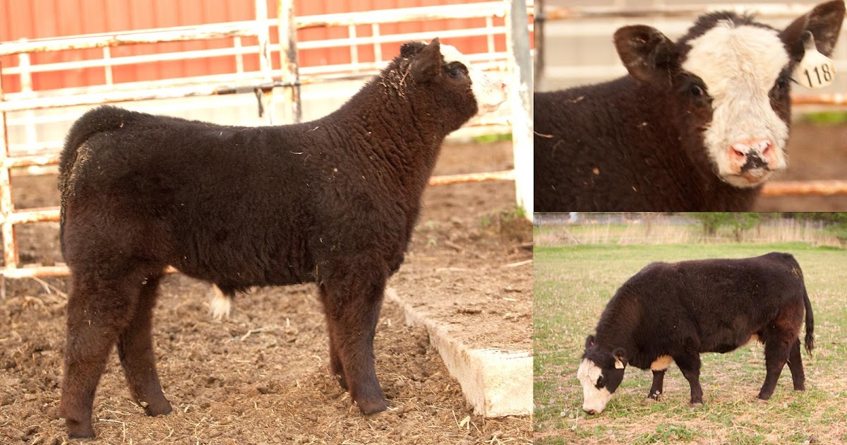 RCC Blog: One of the best calves we've seen this spring!!!!!!!!!