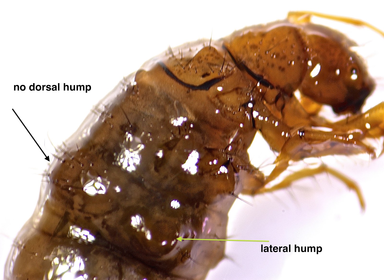Aquatic Insects of Central Virginia: Pycnopsyche gentilis and ...