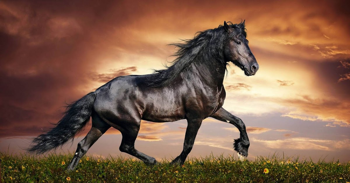 Koleksi Foto Kuda Arab