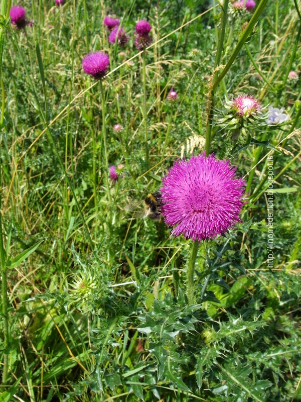 In nome dei fiori: Il cardo: fiore rosa spinoso