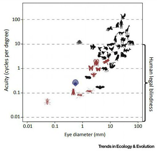 How do animals see the world?