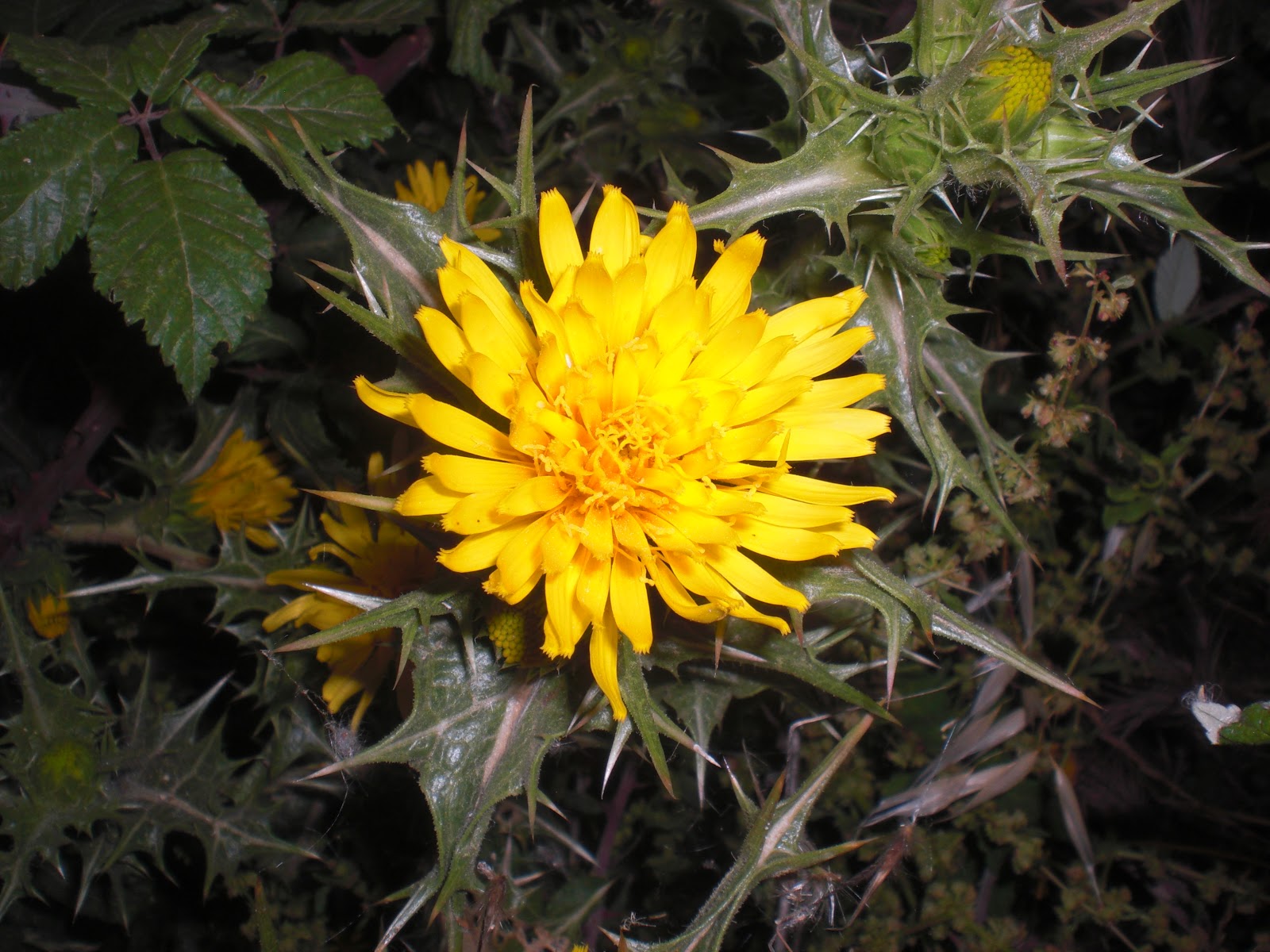 Perfumes y luces de Extremadura: Cardillo. Scolymus hispanicus.