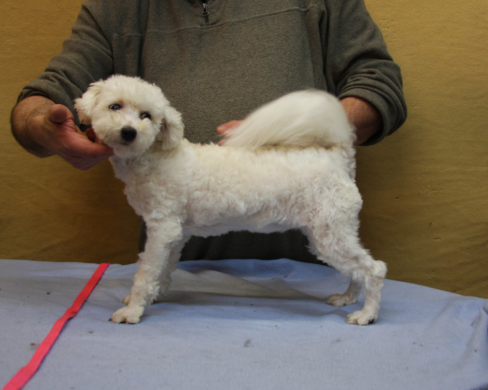 Black Russian Terriers, Bichons & Havanese, Oh My!: Mr. Mushnick X ...