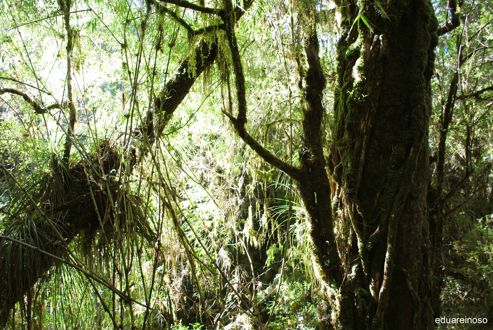Ojos de Concepción: Selva Valdiviana, Parque Oncol - Valdivia