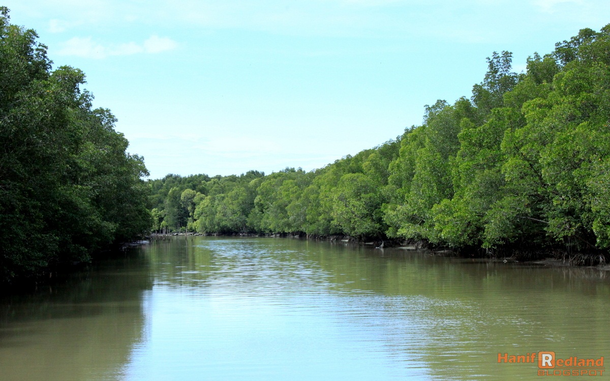 Hanif Redland: Hutan Paya Bakau Manjung & Kuala Sepetang