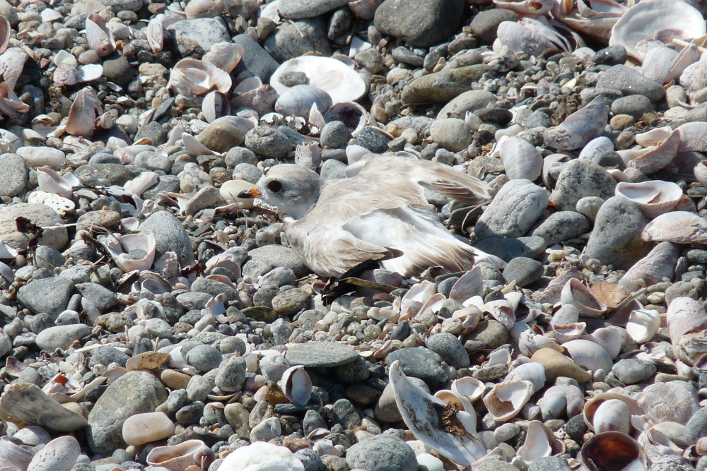 Audubon Alliance for Coastal Waterbirds: Piping Plover distraction ...
