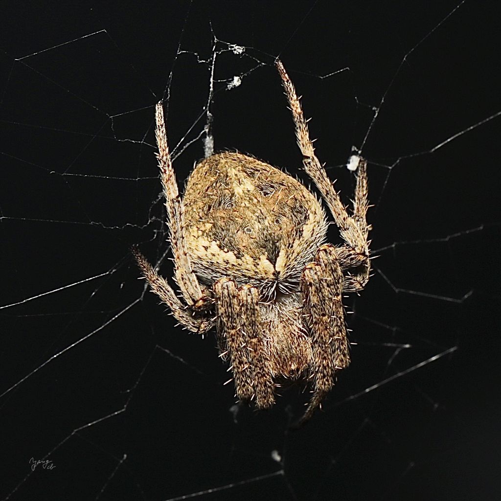 楊全斌: 茶色姬鬼蛛Neoscona punctigera