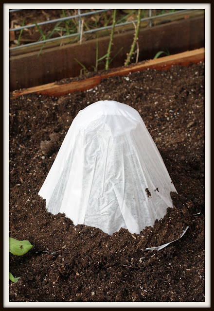 Desperate Gardener: April 2011