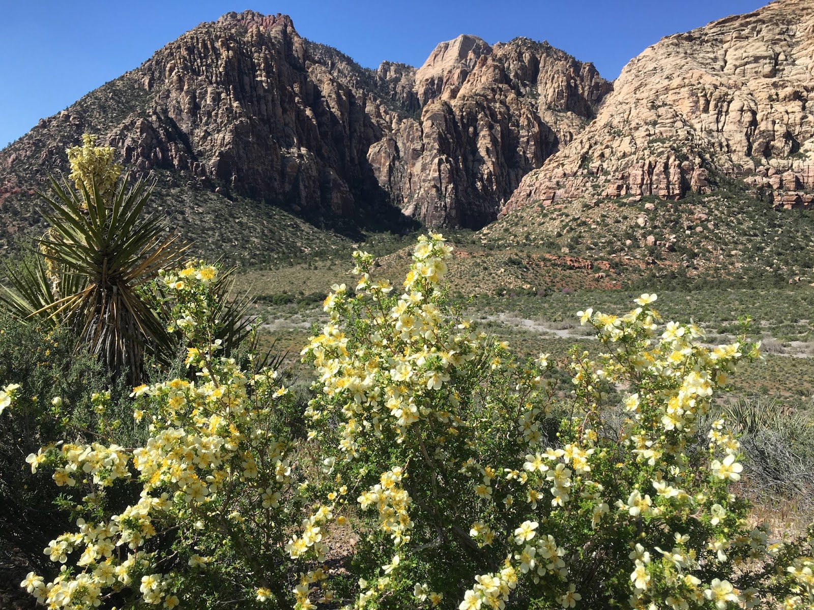 Bicycle Stories: Wildflower Wonderland along Red Rock Loop -- Enjoy the ...