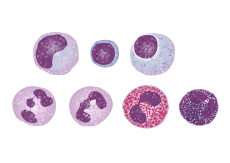 Ugofe: ¿Que son los leucocitos y como se dividen?