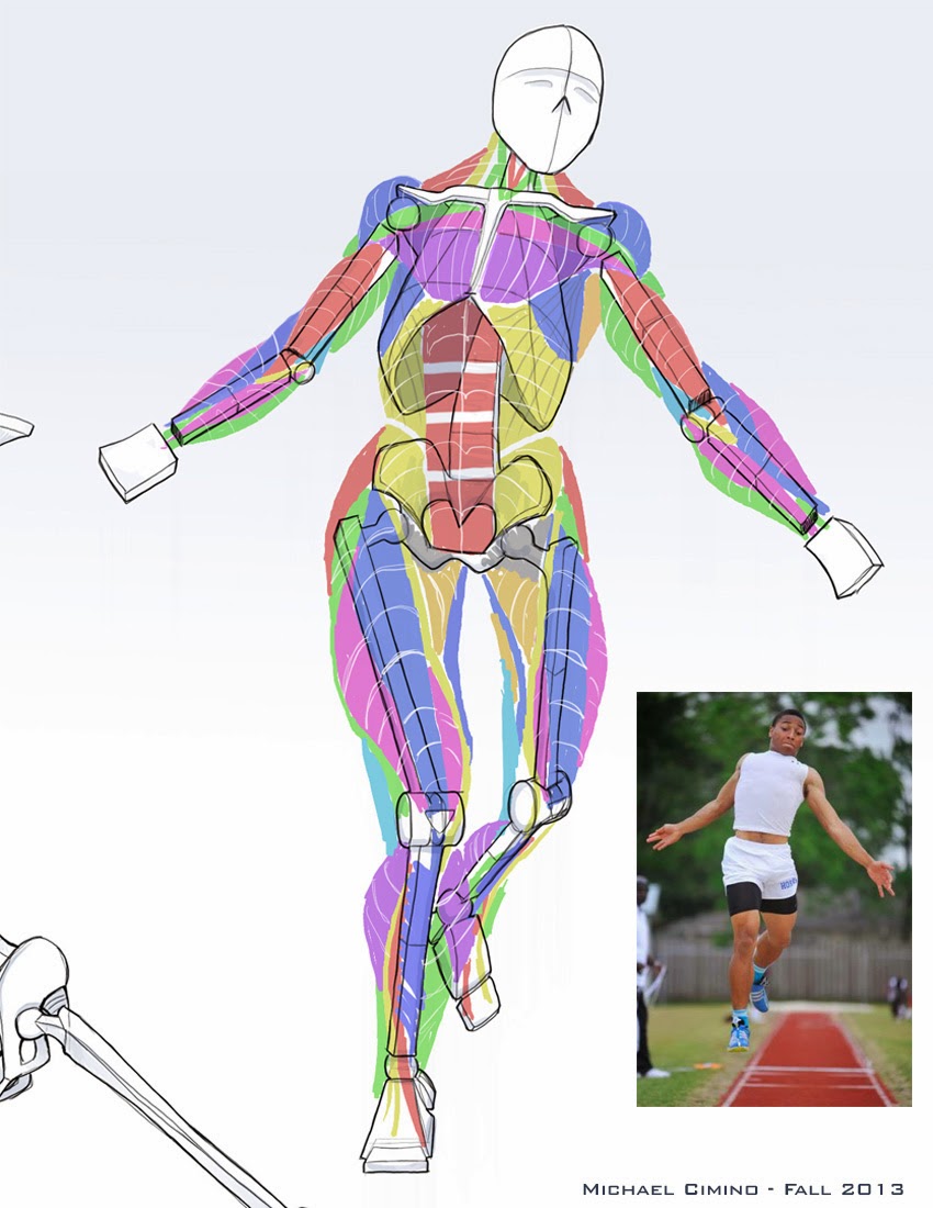 Anatomical Drawing: FINAL - Muscle Studies